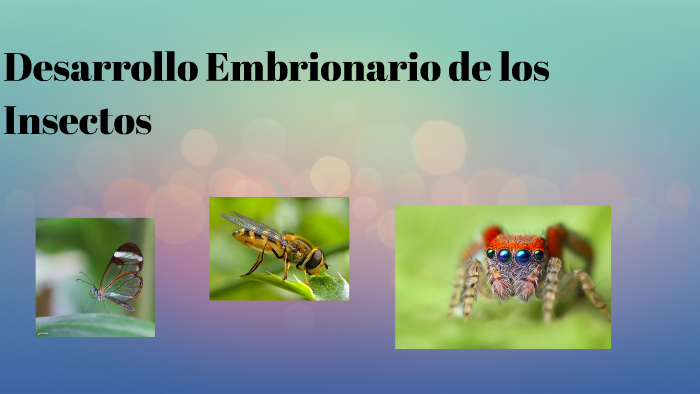 Desarrollo Embrionario de los Insectos by kinley castillo on Prezi