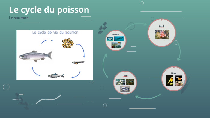 Le cycle du poisson by Daphnée Beaulac on Prezi