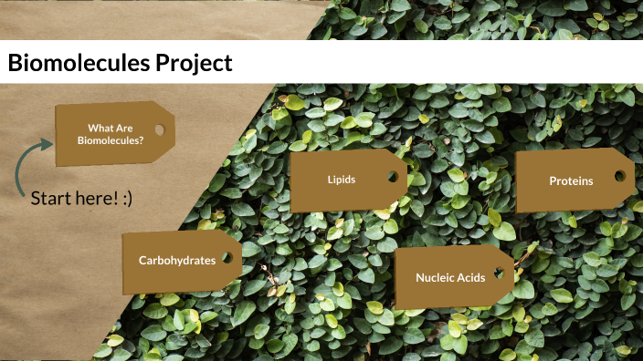 Biochemistry Project by Mallory Mullins on Prezi