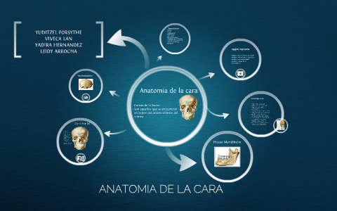 Anatomia de la cara by Yudi Forsythe on Prezi