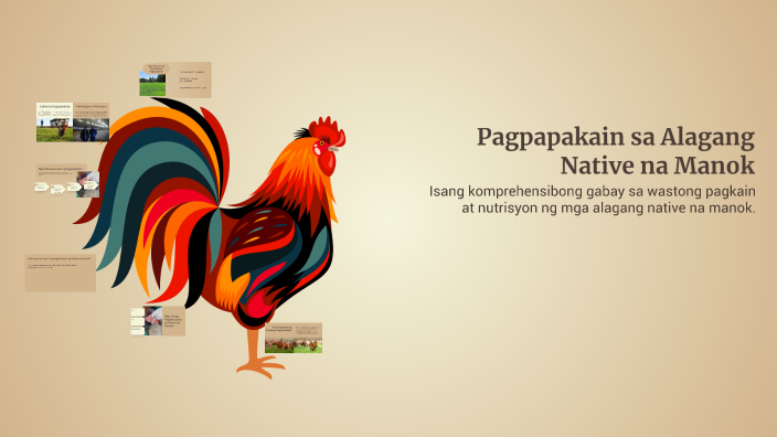 Pagpapakain sa Alagang Native na Manok by Buenavista ES (Region III ...
