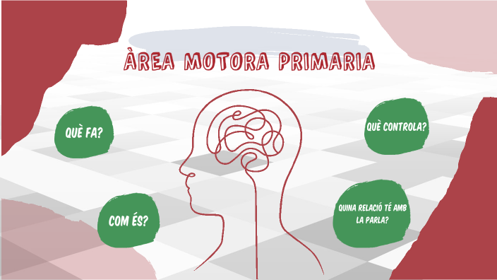 Area motora primaria by Eric Marco Iscla on Prezi