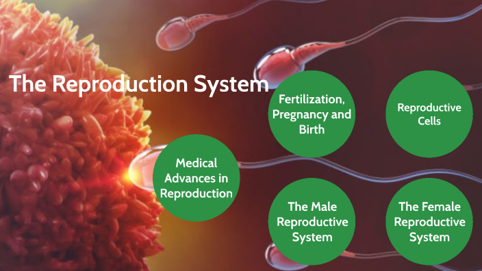 The Reproductive System by Priscilla Manickam-Seng on Prezi