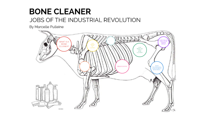 BONE CLEANER by on Prezi