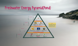 Pond Ecosystem Pyramid