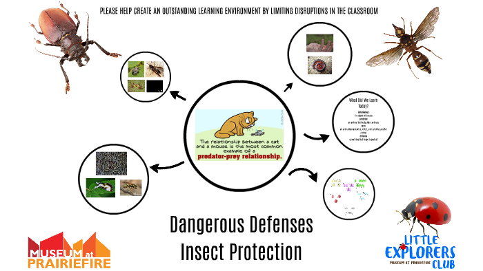 LEC_Dangerous Defenses: Insect Protection by Museum At Prairiefire on Prezi