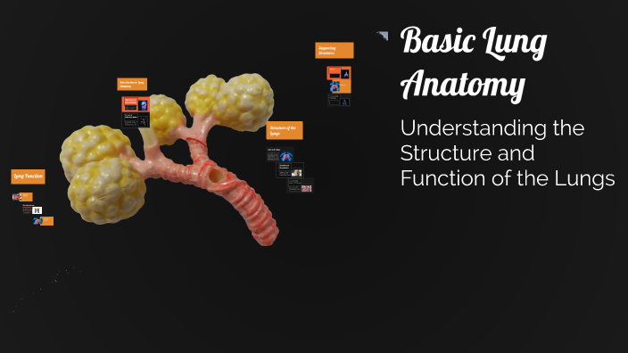 Basic Lung Anatomy by Johnny Nguyen on Prezi