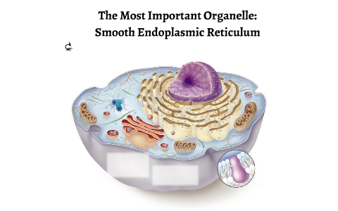 The Most Important Organelle: Smooth ER by Brian Choi on Prezi