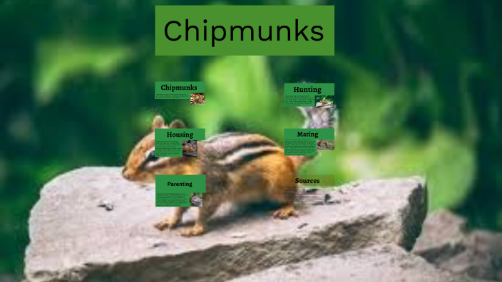 Chipmunks Reproduction Habits by Elijah Newton on Prezi