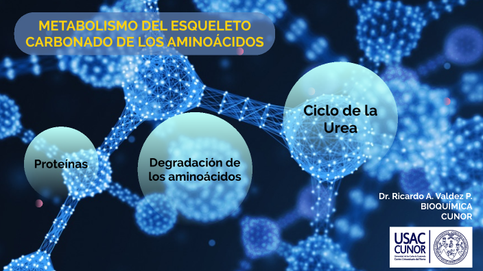 Metabolismo del esqueleto de carbonos de los aminoácidos by Ricardo Valdez on Prezi