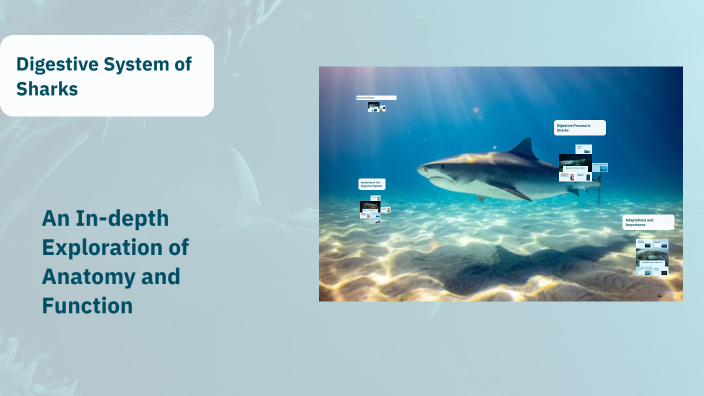 Digestive System of Sharks by Janaki Raman on Prezi