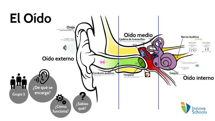 El Oído - Grupo 5 by Danna Chugden on Prezi