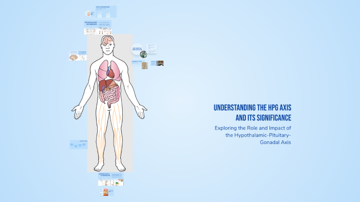 Understanding the HPG Axis and Its Significance by shanmathi s on Prezi