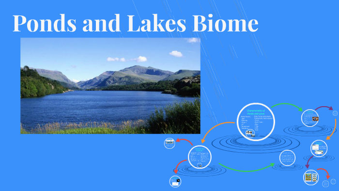 Ponds and Lakes Biome by Hannah English on Prezi
