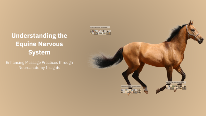 Understanding the Equine Nervous System by Erin Campbell on Prezi