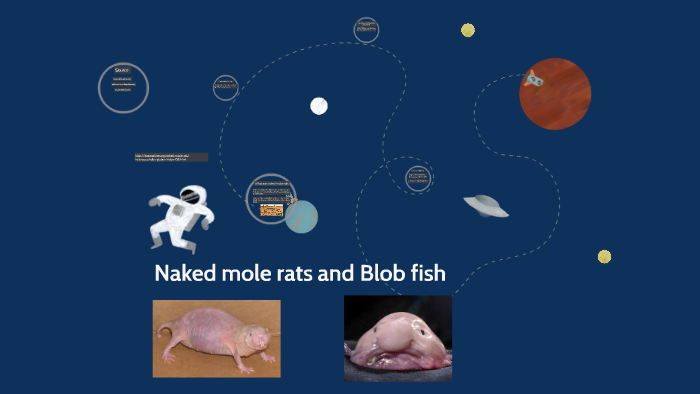 naked mole rats and blob fish by jacob blackdeer on Prezi