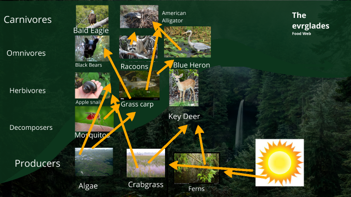 food web by amaya parks on Prezi