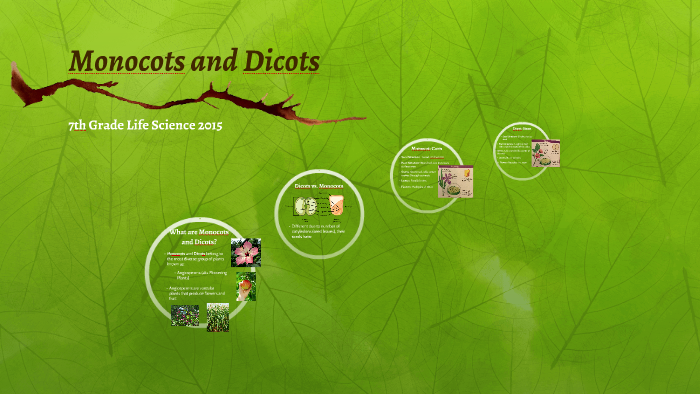 Monocots and Dicots by Larry Harbin on Prezi