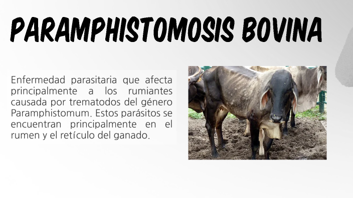 Paramphistomosis: by KREIMER MILQUIADES OROZCO CORDOVA on Prezi