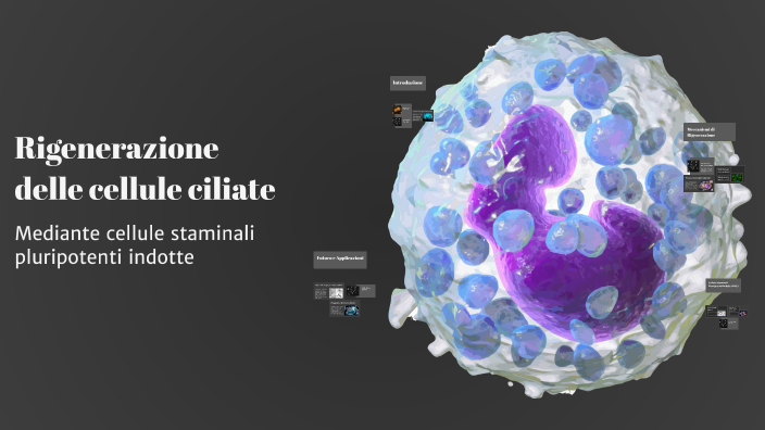 Rigenerazione delle cellule ciliate by Carola Giannatiempo on Prezi