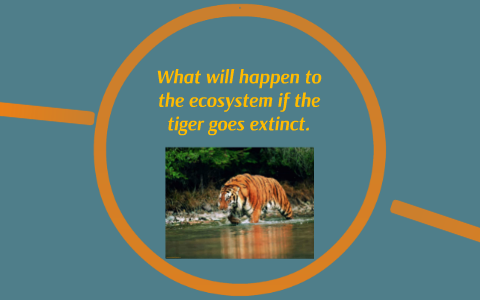 What will happen to the ecosystem if the tiger goes extinct. by ...