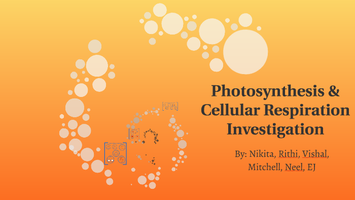 Photosynthesis & Cellular Respiration Investigation by Nikita Nair on Prezi