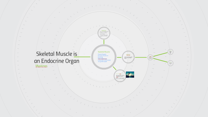 Skeletal Muscle is an Endocrine Organ by Mary RIley on Prezi