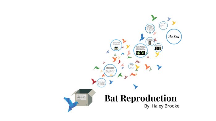 Bat Reproduction by Haley Barrow on Prezi