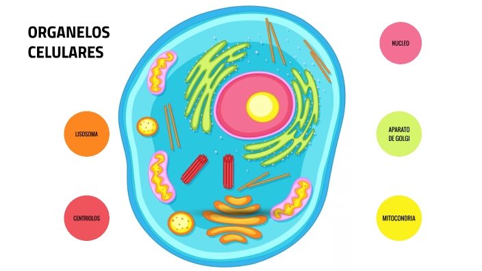 Organelos Celulares Organelos Celulares Y Sus Funciones BIOLOGIA