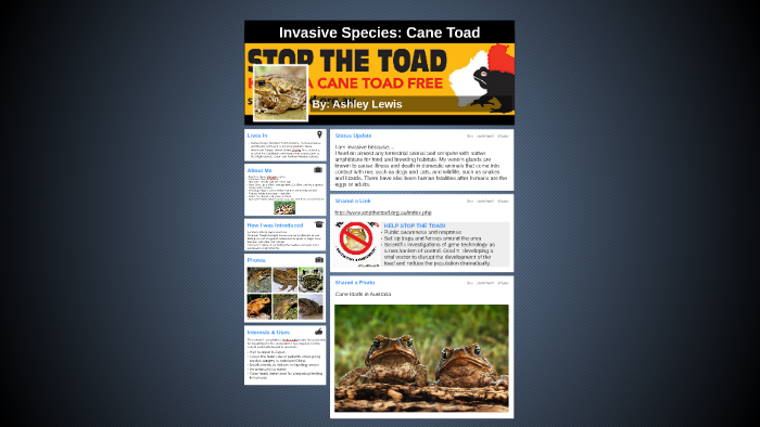 Invasive Species: Cane toad by Ashley Lewis on Prezi