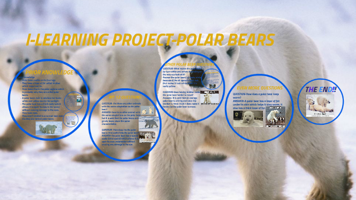 I-learning polar bear project by Ben Sawers