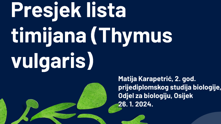 Presjek lista timijana (Thymus vulgaris) by Matija Karapetrić on Prezi