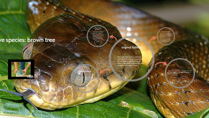 invasive species: brown tree snake by kiyara causey on Prezi