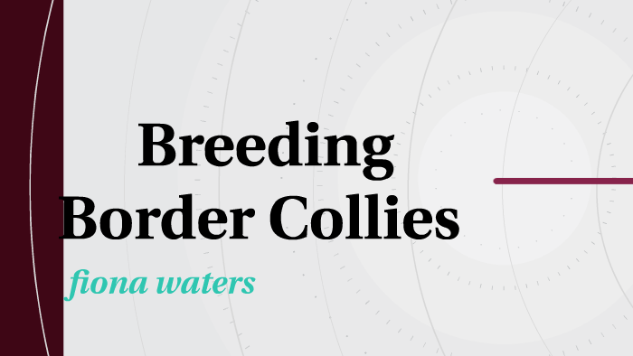 Border Collies by fiona waters on Prezi