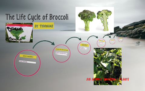 The Life Cycle of Broccoli by Red Class on Prezi