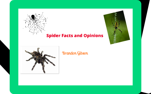 Spider Facts and Opinions by Shannon Gibson on Prezi