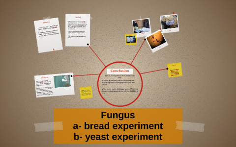 Fungus Experiments by lama tamimi on Prezi
