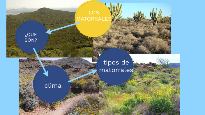 matorrales by felipe ramirez on Prezi