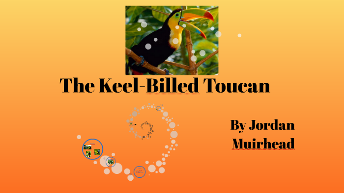 The KeelBilledToucan by Jordan Muirhead on Prezi