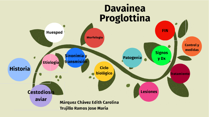 davainea proglottina by Edith Marqkez on Prezi