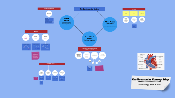 Heart Concept Map by Jimada Robinson on Prezi