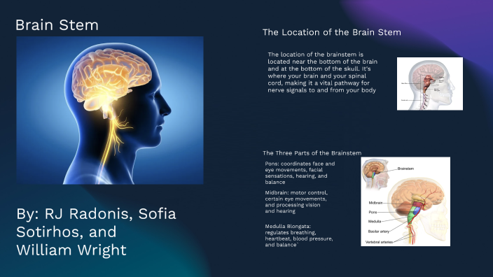 Brain Stem by William Wright on Prezi