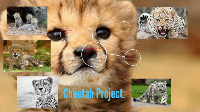 Cheetah Project. by Cameron Fain on Prezi