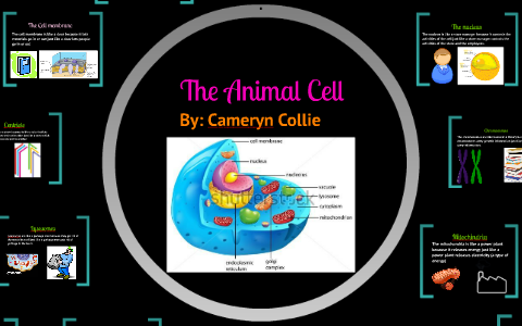Cell Analogy Poster by cameryn collie on Prezi