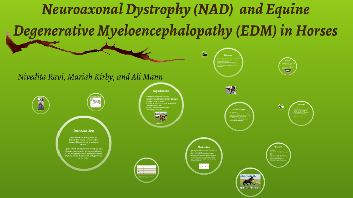 Neuroaxonal Dystrophy in Horses by Ali Mann on Prezi