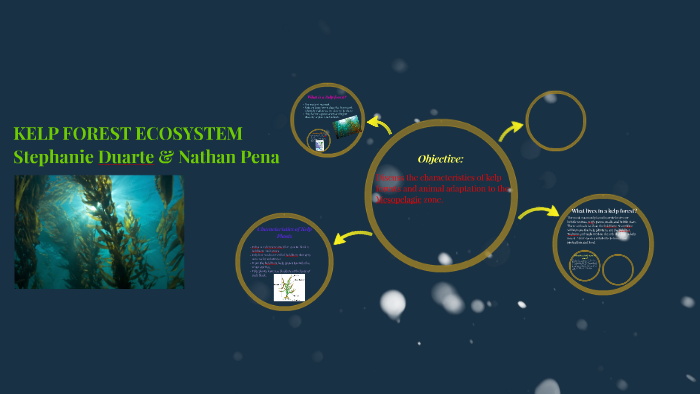 KELP FOREST ECOSYSTEM by stephanie duarte on Prezi