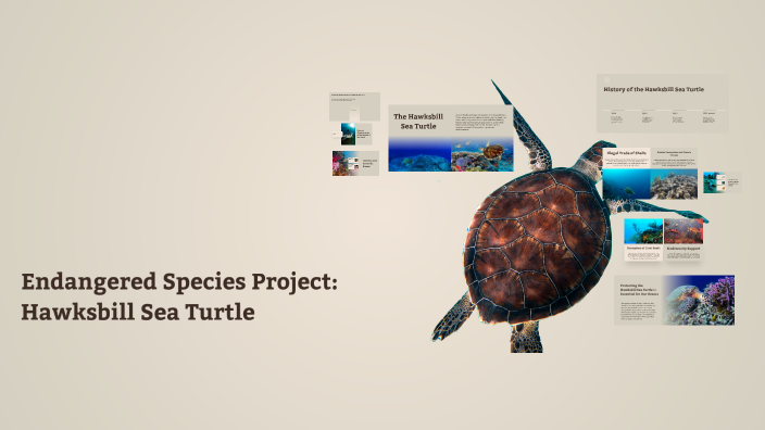 Endangered Species Project: Hawksbill Sea Turtle by Kate Wolfe on Prezi