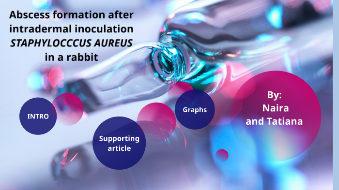 Abscess formation after intradermal inoculation of "Staphylococcus ...