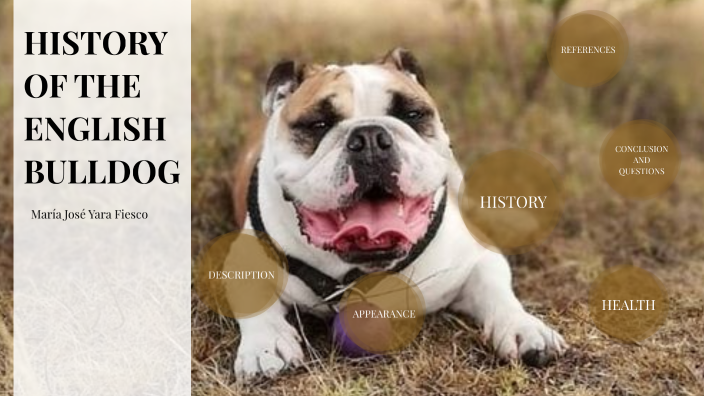 HISTORY OF ENGLISH BULLDOG by Maria Jose Yara Fiesco on Prezi