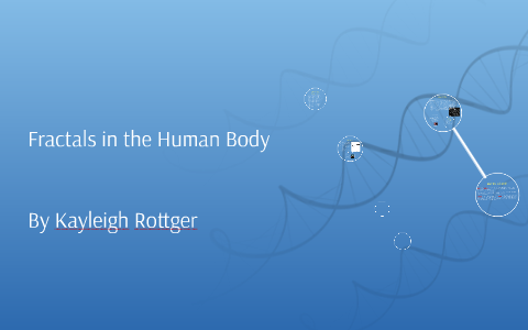 Fractals in the Human Body by Kayleigh Rottger on Prezi